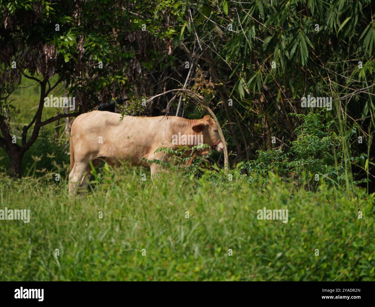 Native Thai cows in the countryside grasslands. Cows eat grass ...