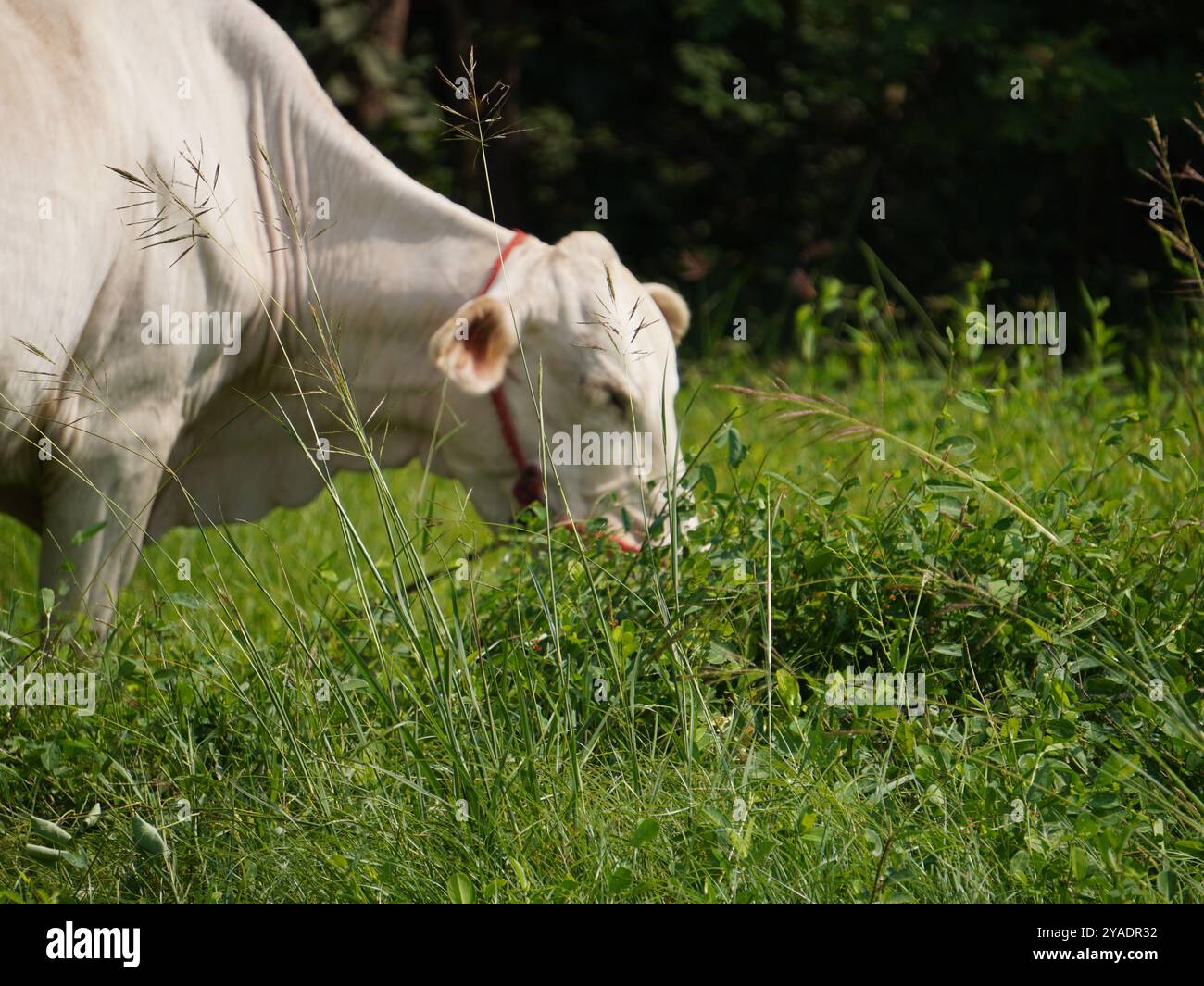 Native Thai cows in the countryside grasslands. Cows eat grass ...