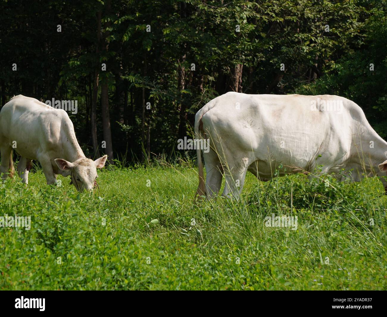 Native thai cows in countryside hi-res stock photography and images - Alamy