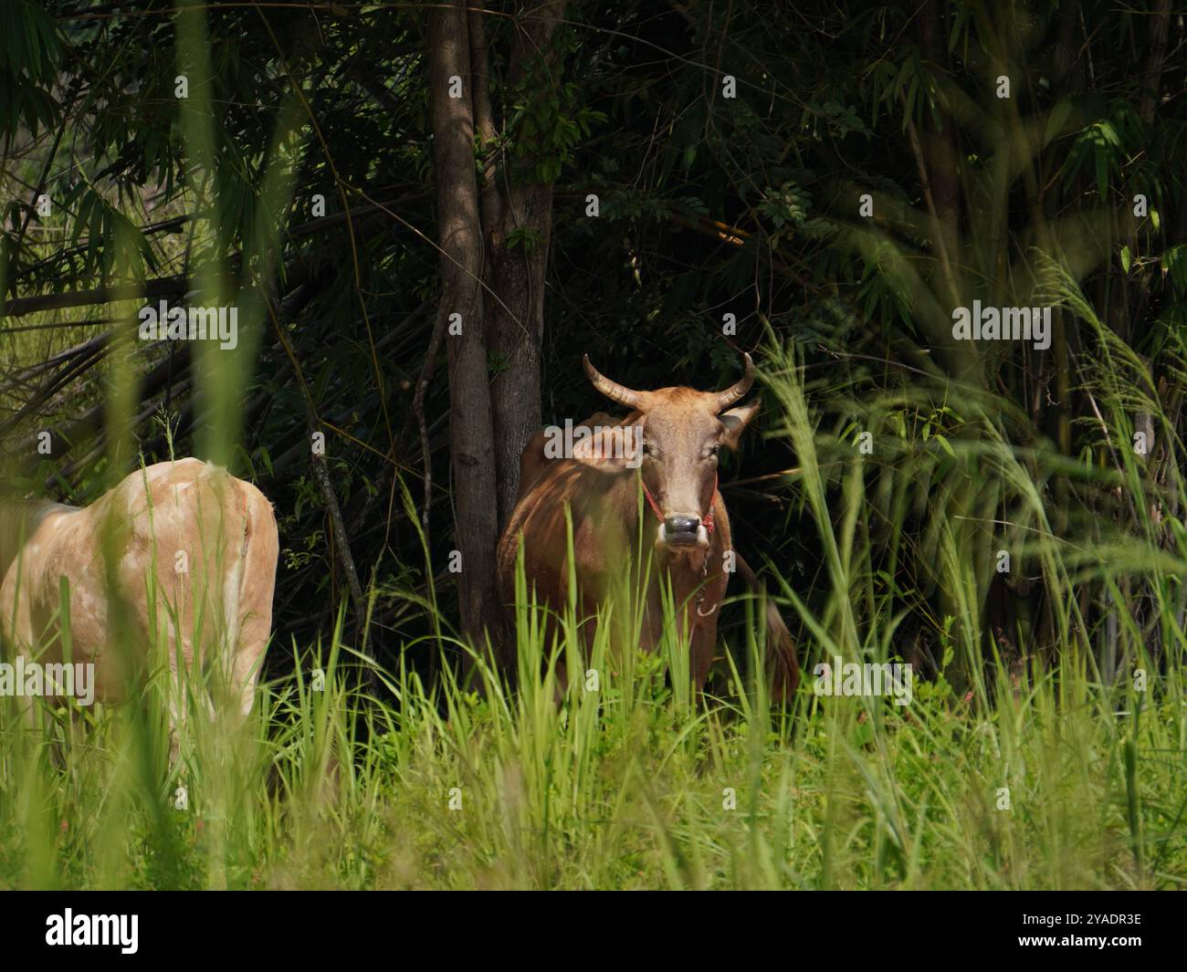Native Thai cows in the countryside grasslands. Cows eat grass ...
