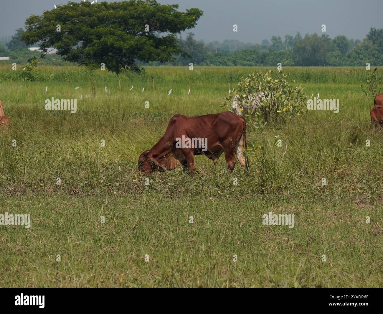 Native Thai cows in the countryside grasslands. Cows eat grass ...