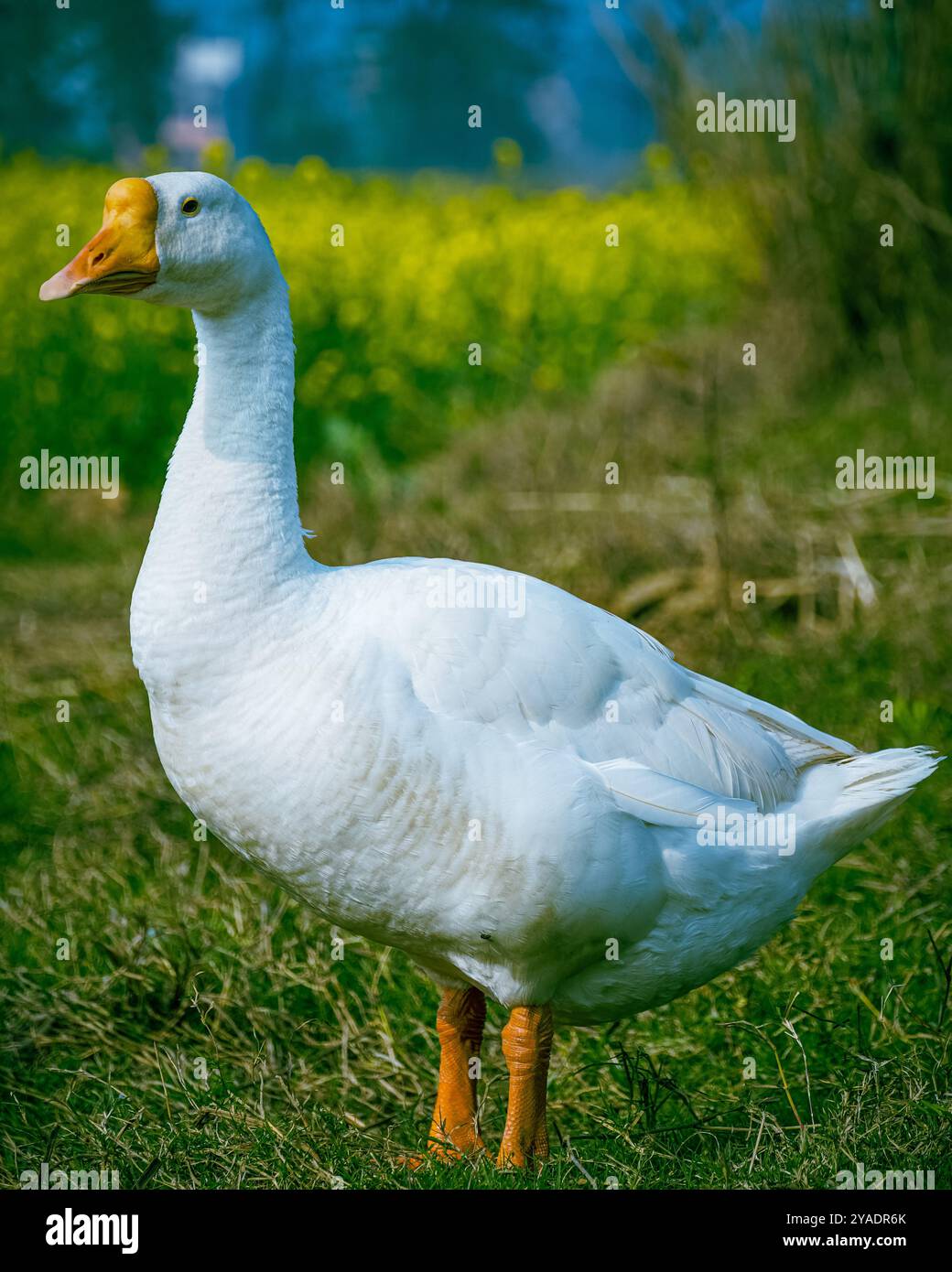 Goose walk hi-res stock photography and images - Alamy