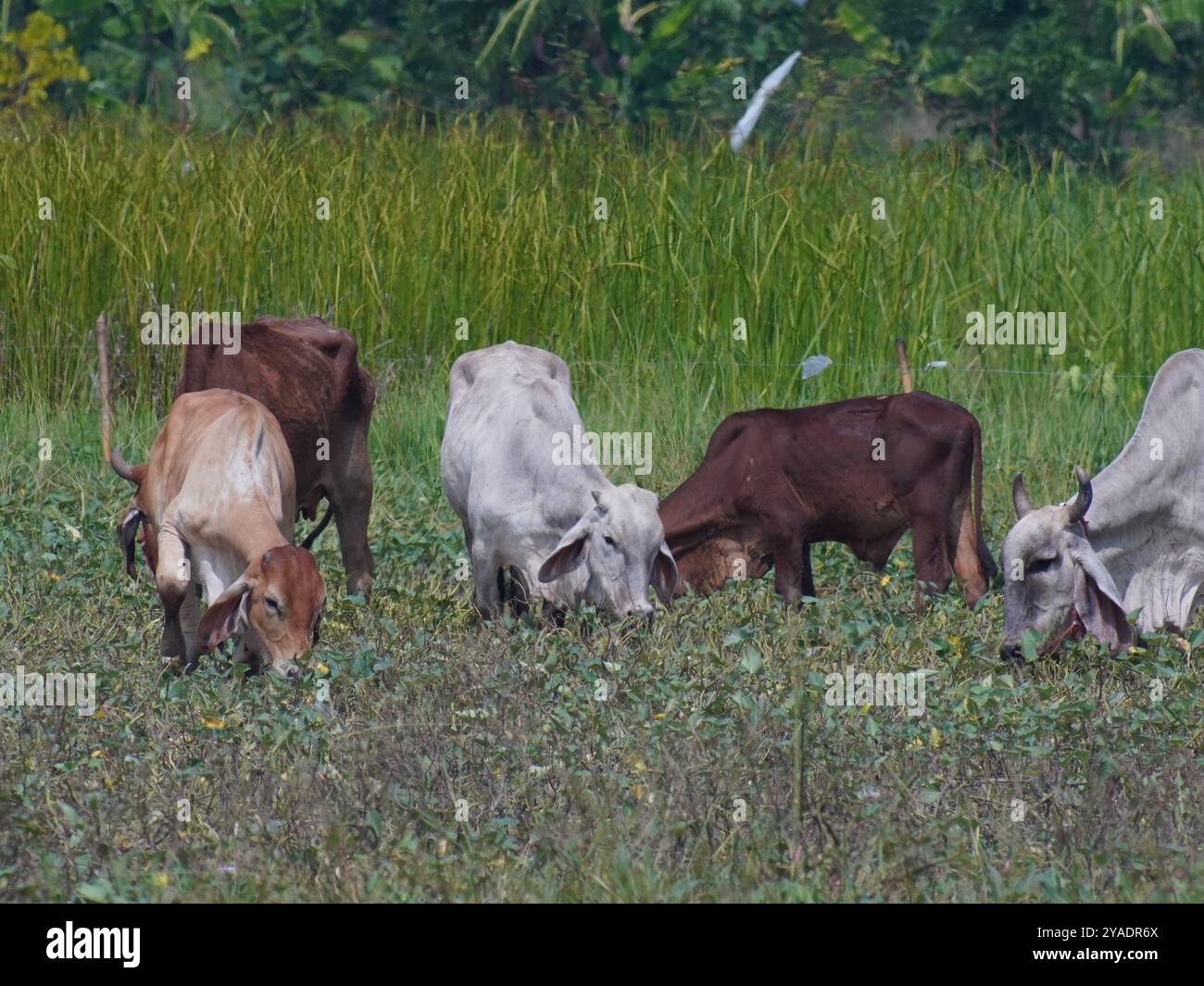 Native Thai cows in the countryside grasslands. Cows eat grass ...