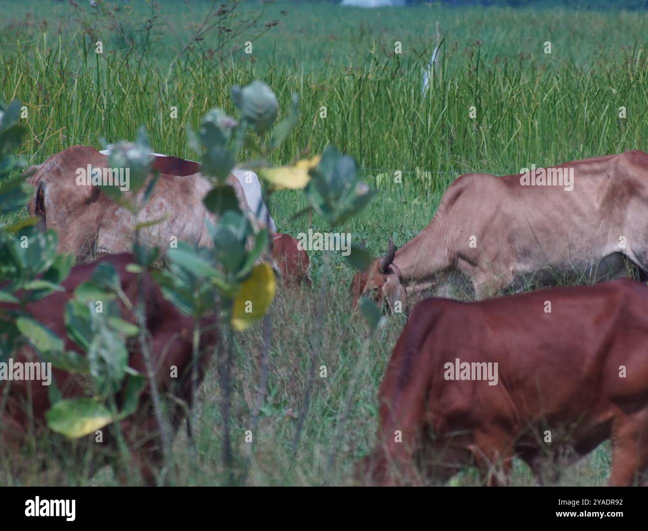 Native Thai cows in the countryside grasslands. Cows eat grass ...