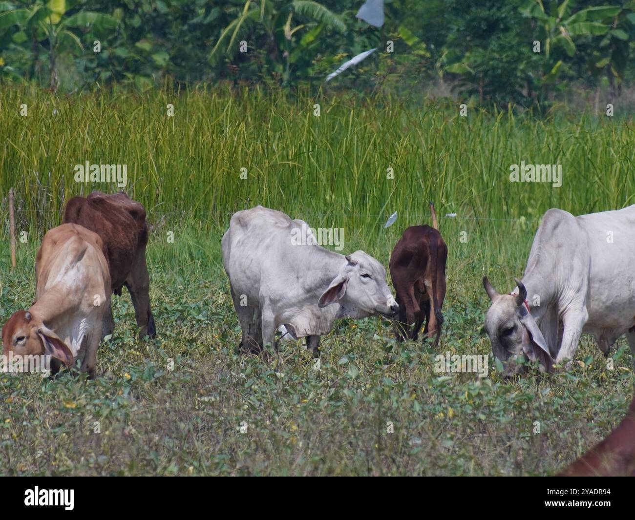 Native Thai cows in the countryside grasslands. Cows eat grass ...