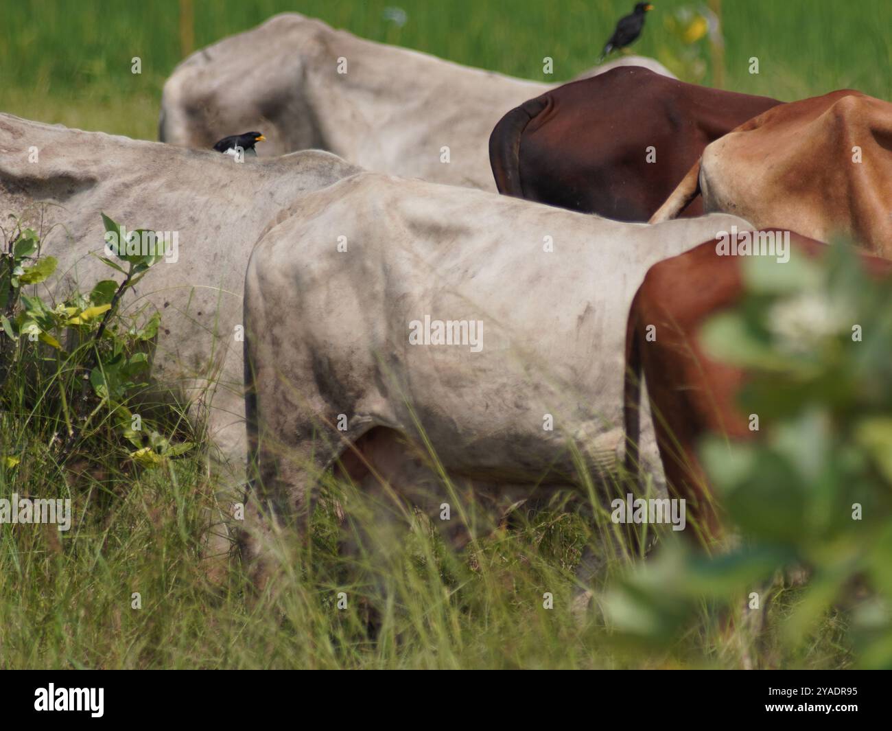 Native Thai cows in the countryside grasslands. Cows eat grass ...