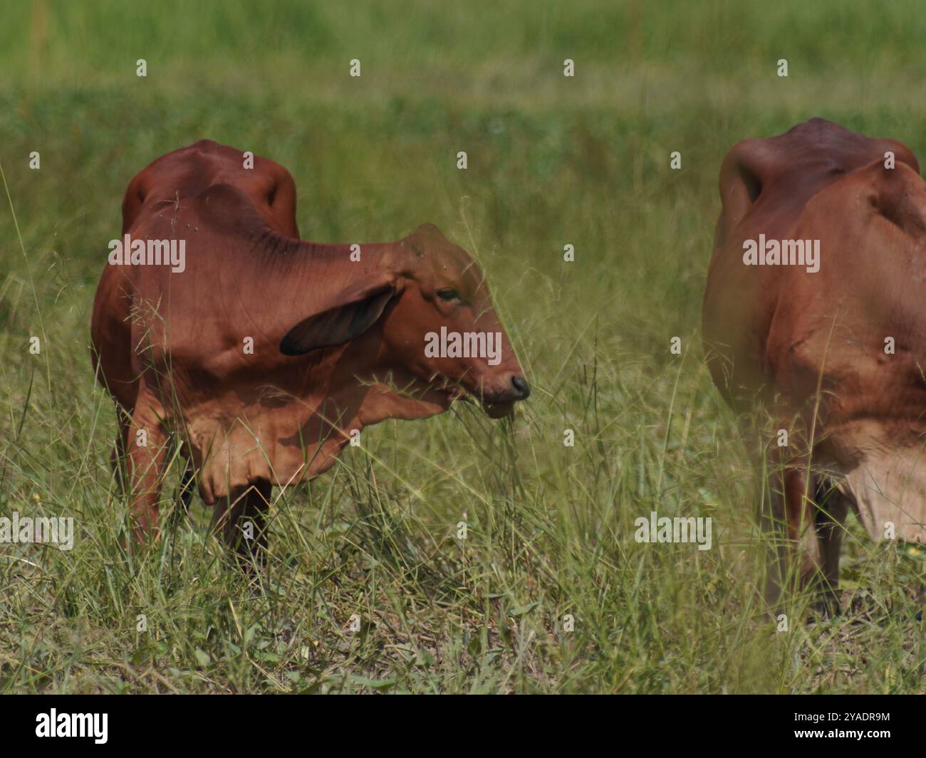 Native Thai cows in the countryside grasslands. Cows eat grass ...
