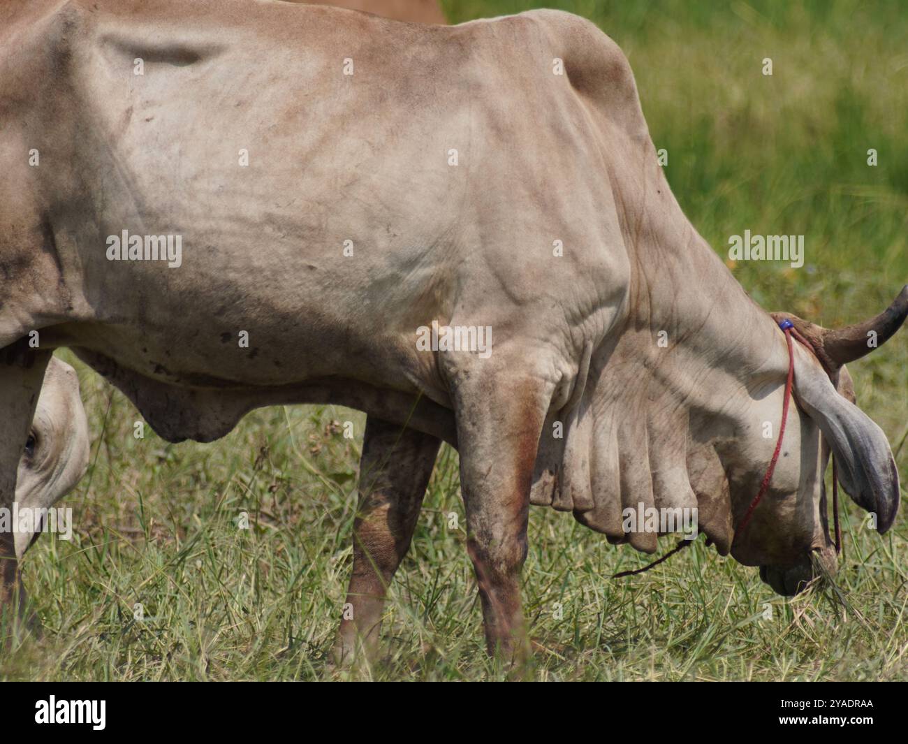 Native Thai cows in the countryside grasslands. Cows eat grass ...