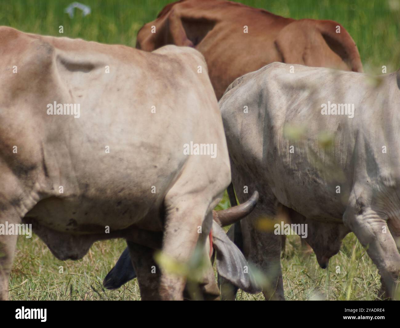 Native Thai cows in the countryside grasslands. Cows eat grass ...