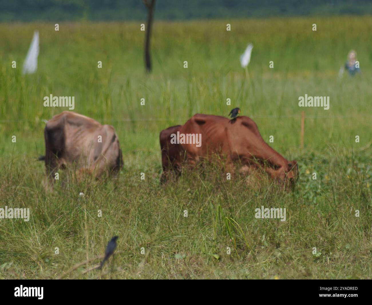 Native Thai cows in the countryside grasslands. Cows eat grass ...