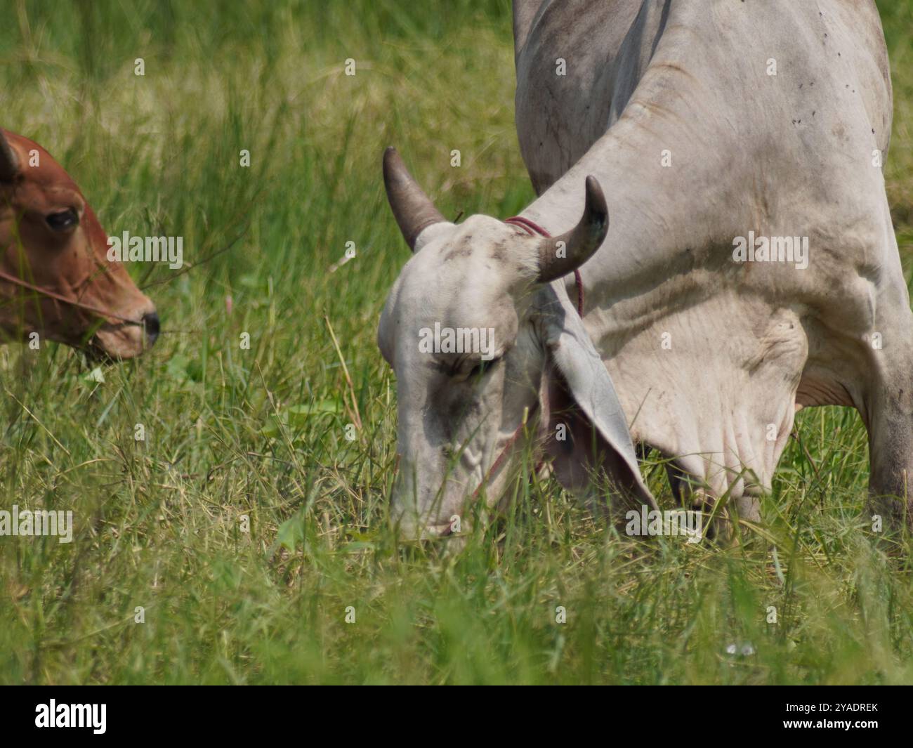 Native Thai cows in the countryside grasslands. Cows eat grass ...
