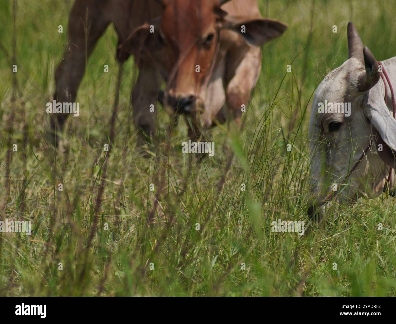 Native Thai cows in the countryside grasslands. Cows eat grass ...