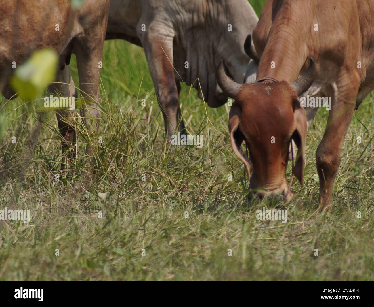 Native Thai cows in the countryside grasslands. Cows eat grass ...