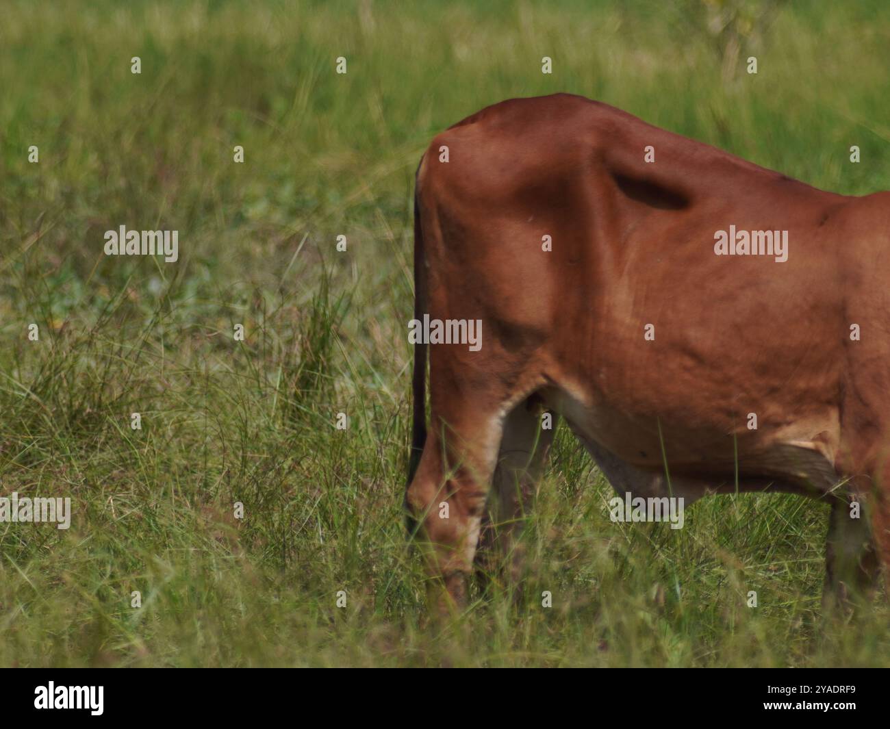 Native Thai cows in the countryside grasslands. Cows eat grass ...