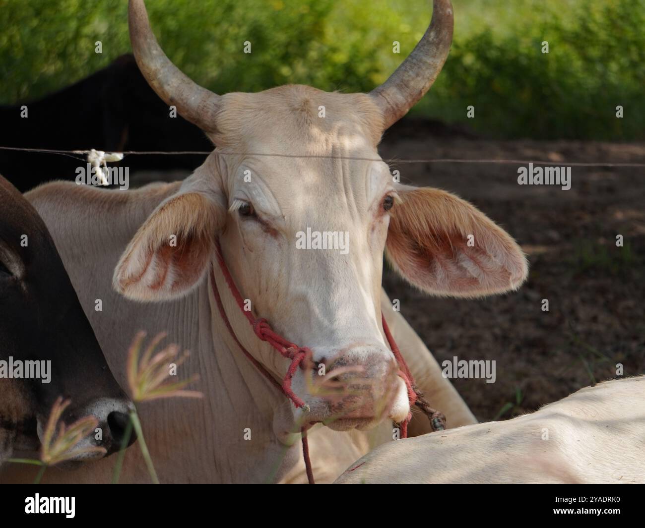 Native Thai cows in the countryside grasslands. Cows eat grass ...