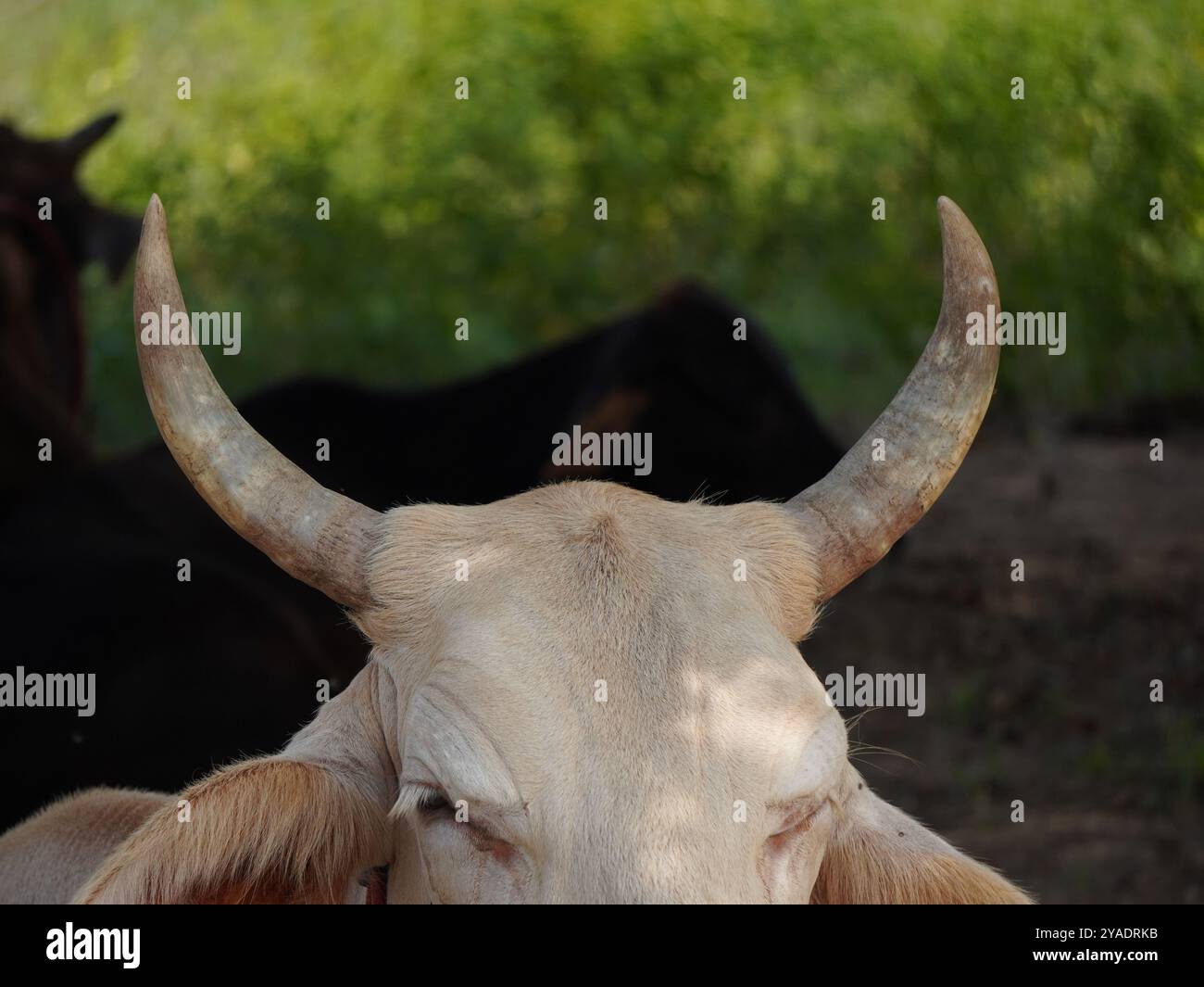 Native Thai cows in the countryside grasslands. Cows eat grass ...