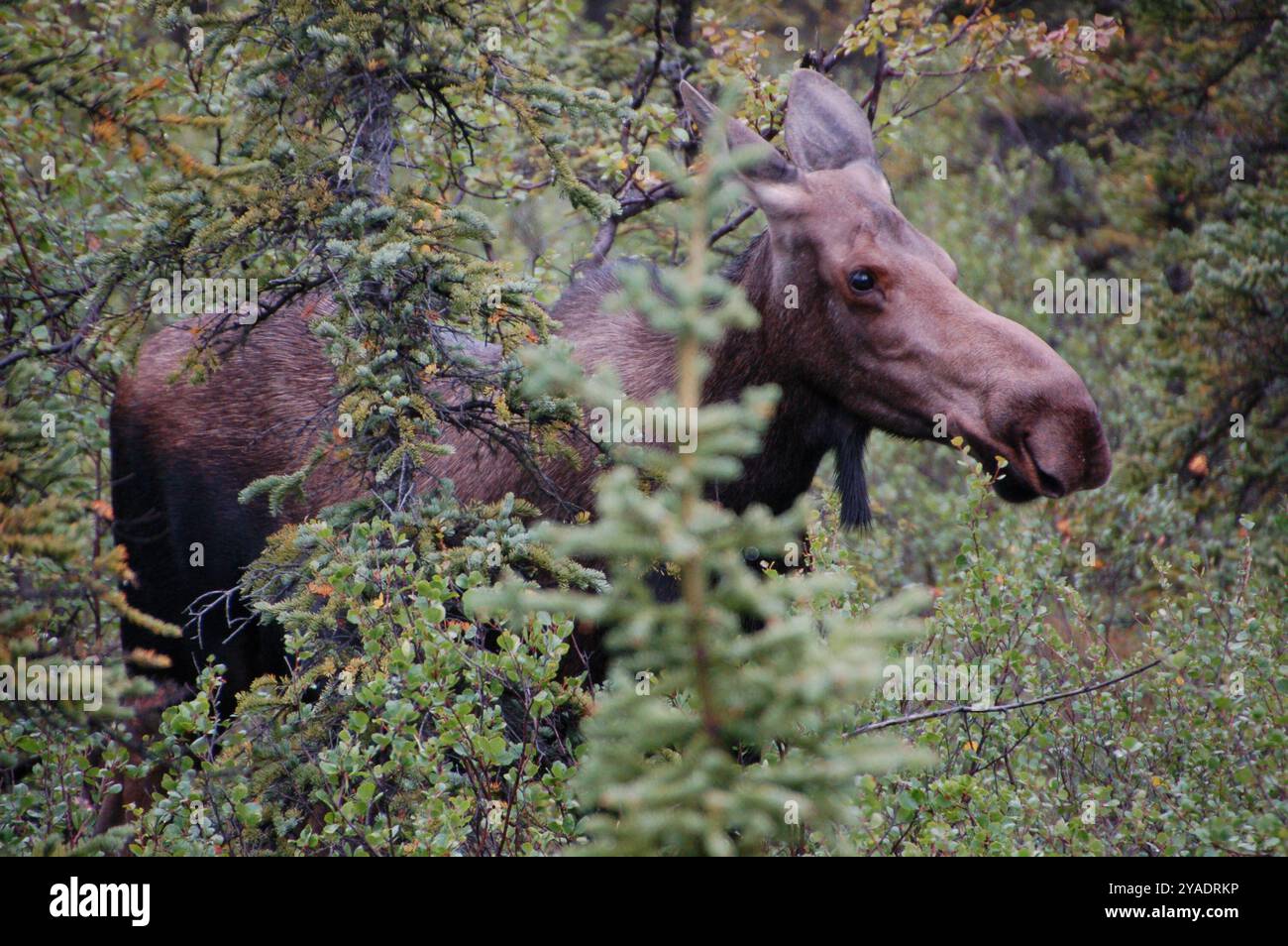 Brown female moose amongst forest trees in Alaska Stock Photo - Alamy