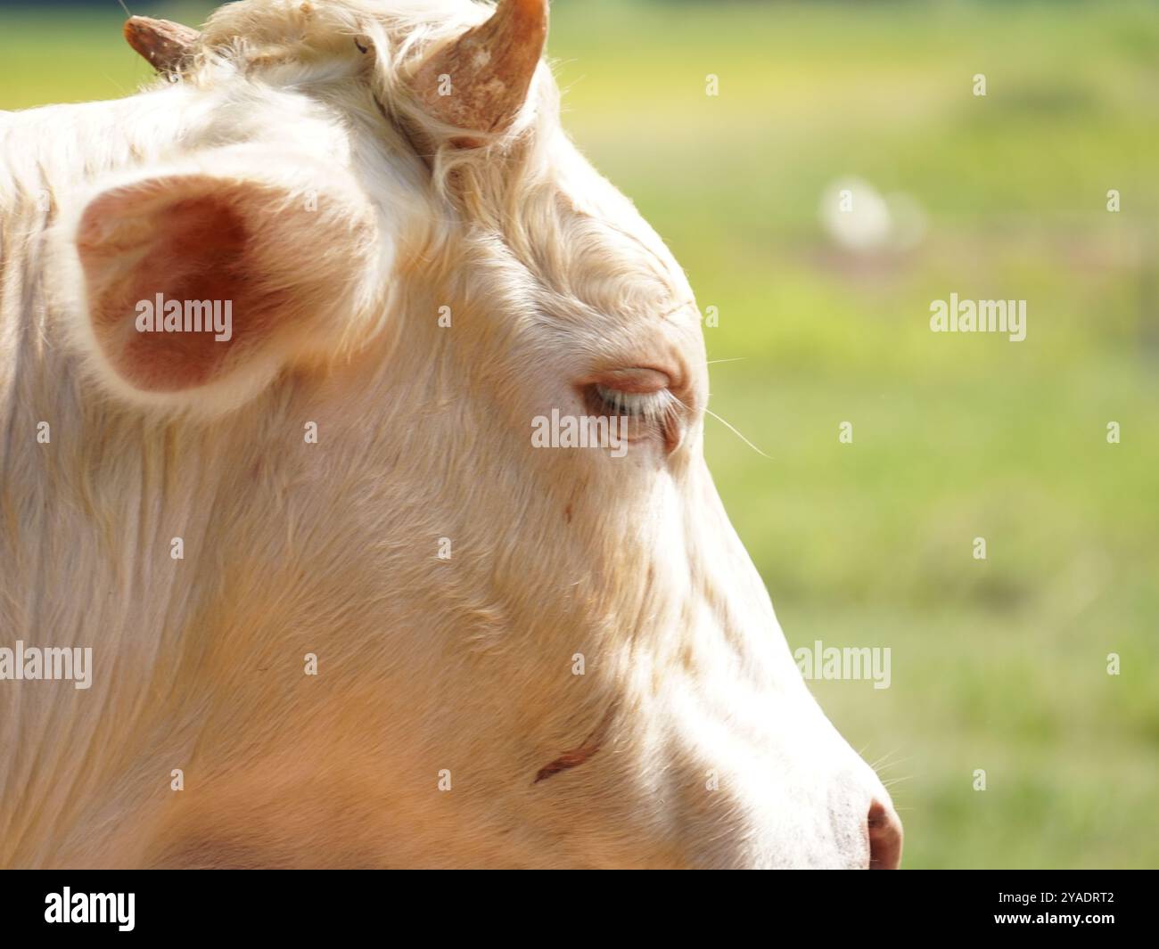 Native Thai cows in the countryside grasslands. Cows eat grass ...