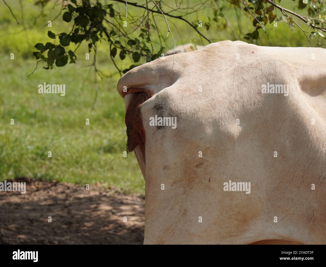 Native Thai cows in the countryside grasslands. Cows eat grass ...