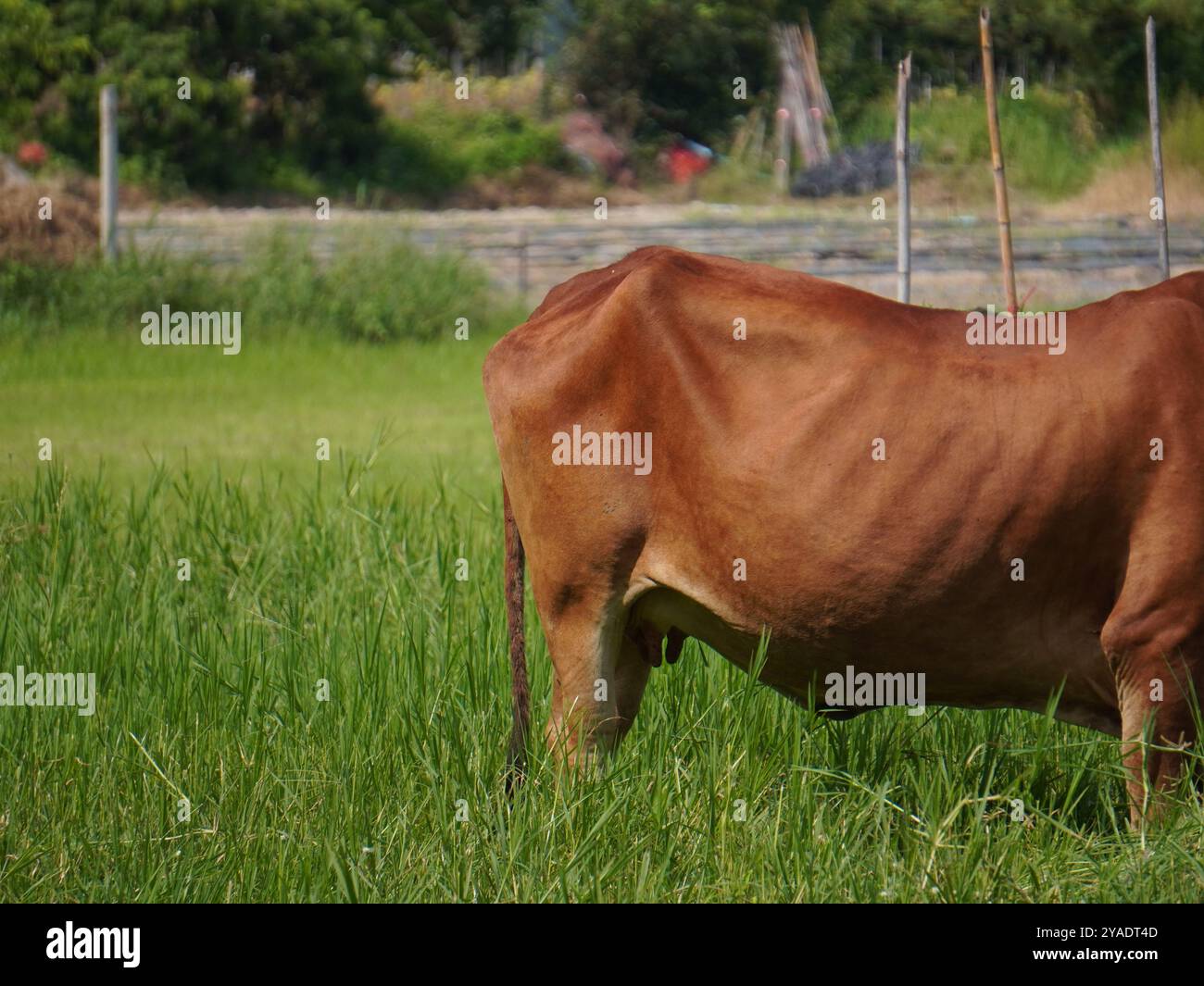 Native Thai cows in the countryside grasslands. Cows eat grass ...