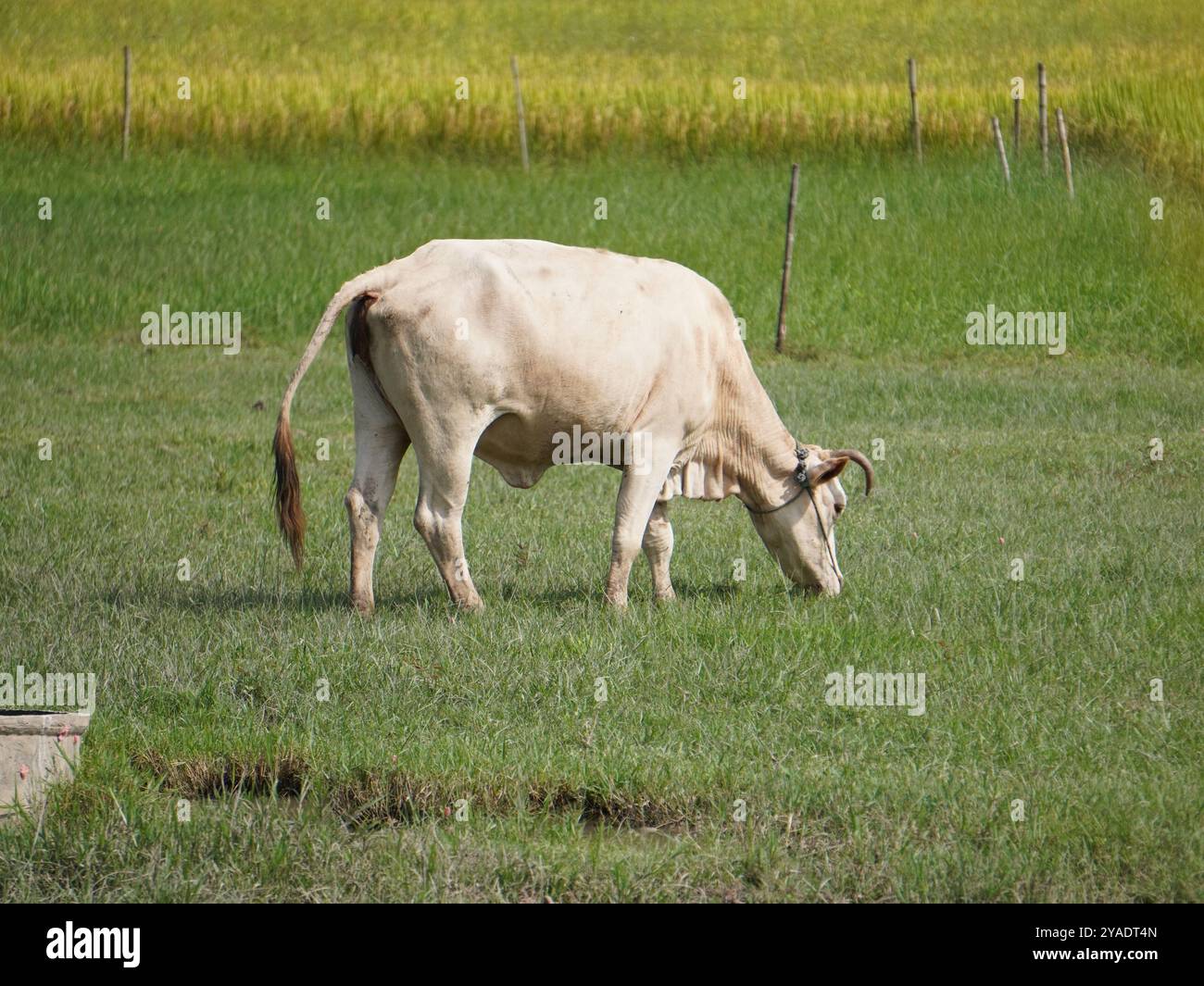 Native Thai cows in the countryside grasslands. Cows eat grass ...