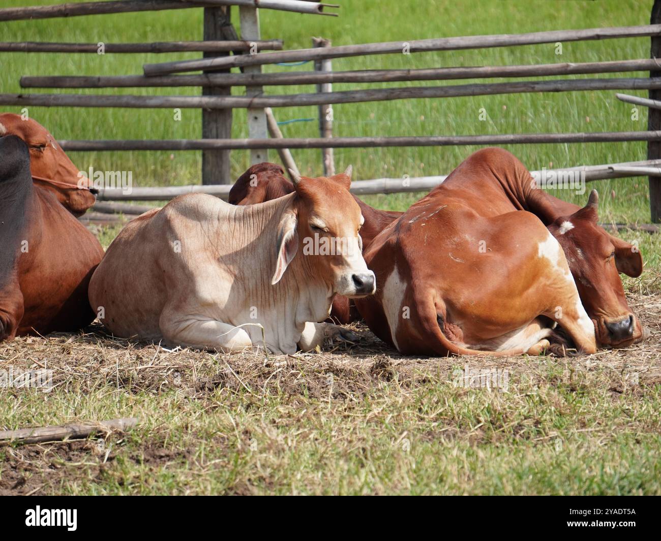 Native Thai cows in the countryside grasslands. Cows eat grass ...