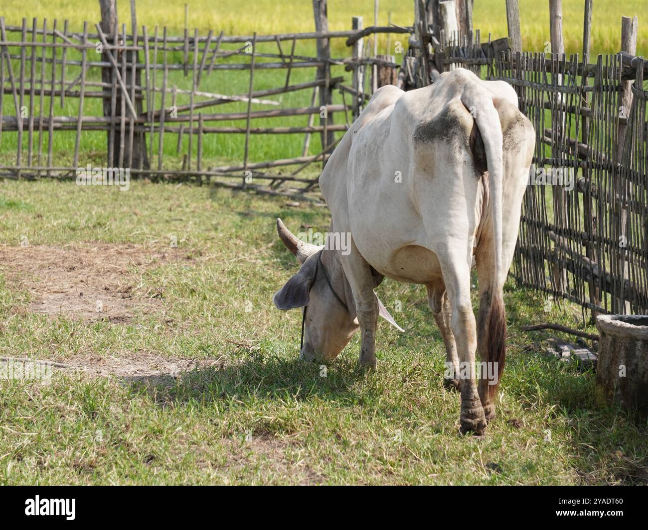 Native Thai cows in the countryside grasslands. Cows eat grass ...