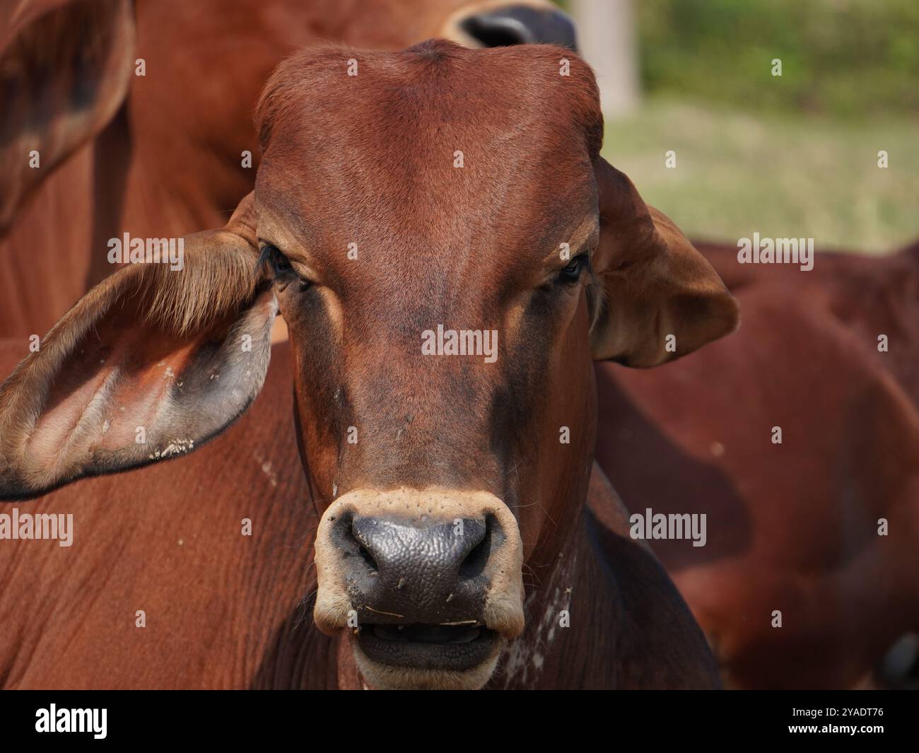 Native Thai cows in the countryside grasslands. Cows eat grass ...