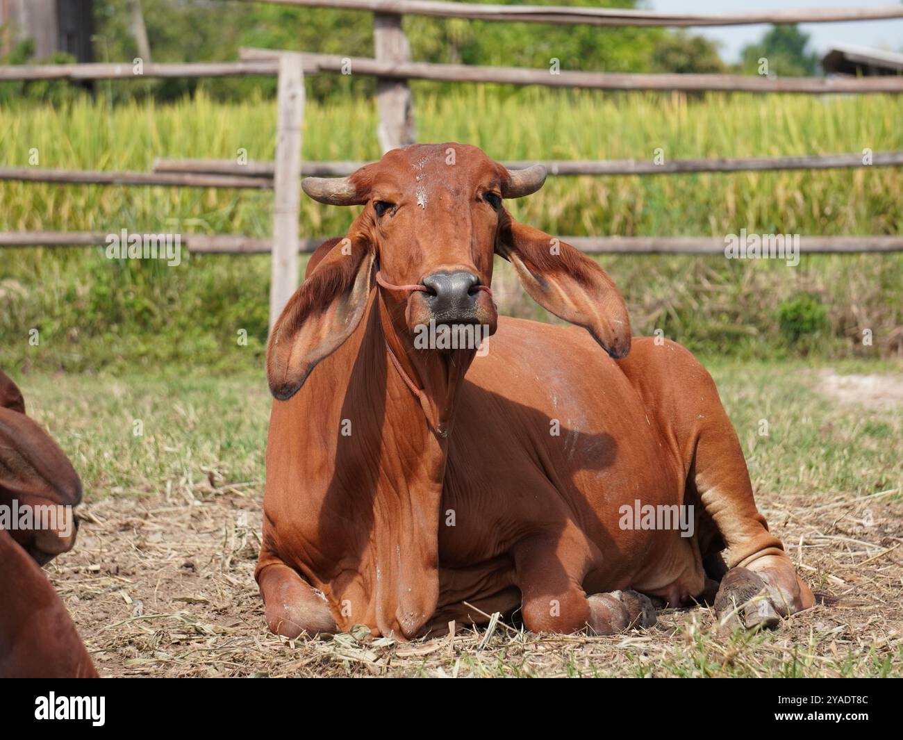Native Thai cows in the countryside grasslands. Cows eat grass ...