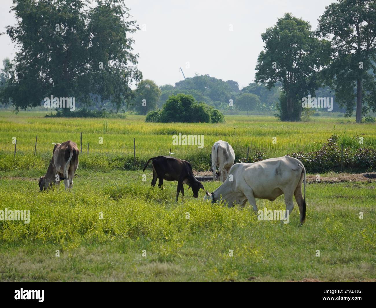 Native Thai cows in the countryside grasslands. Cows eat grass ...