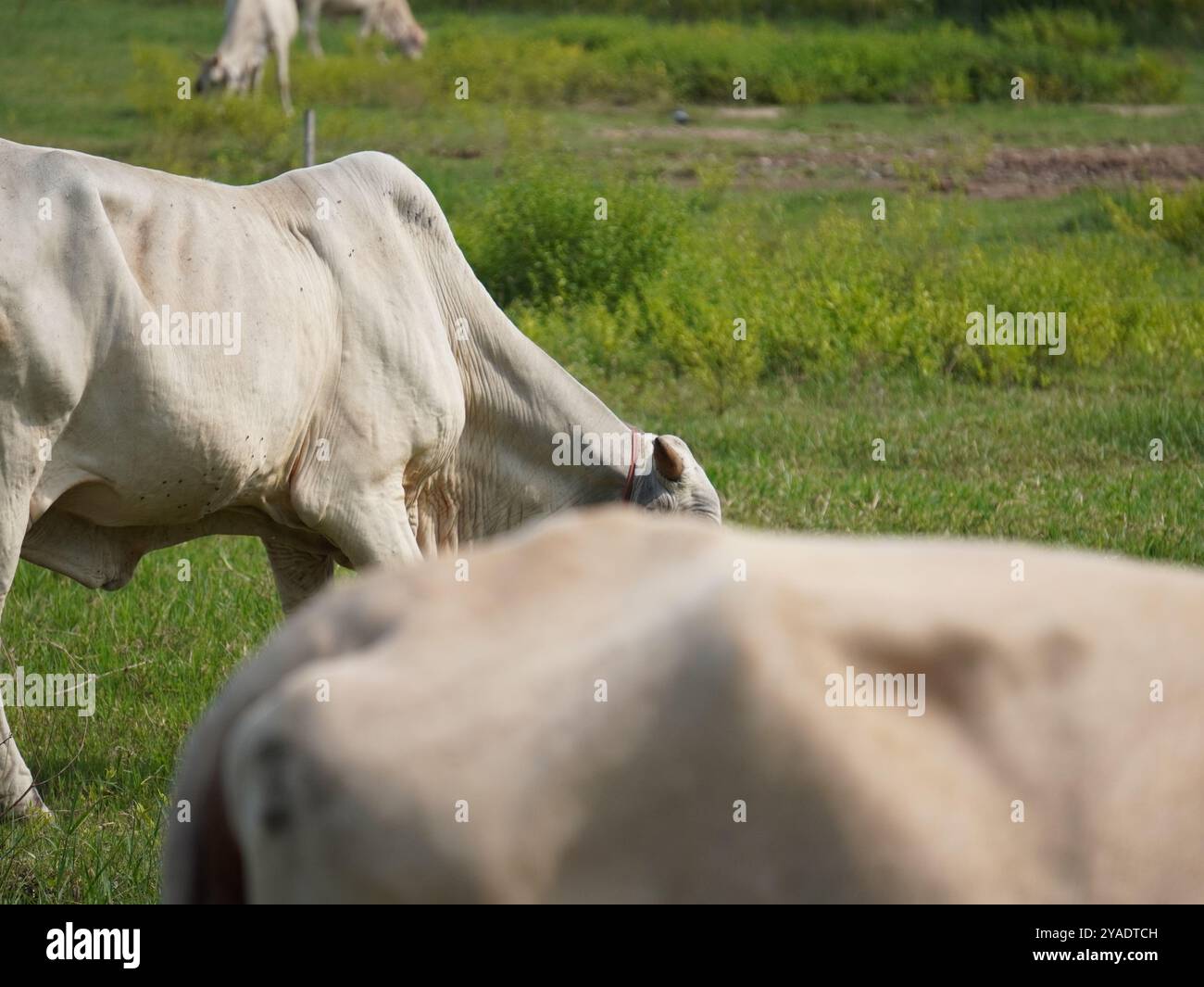 Native Thai cows in the countryside grasslands. Cows eat grass ...