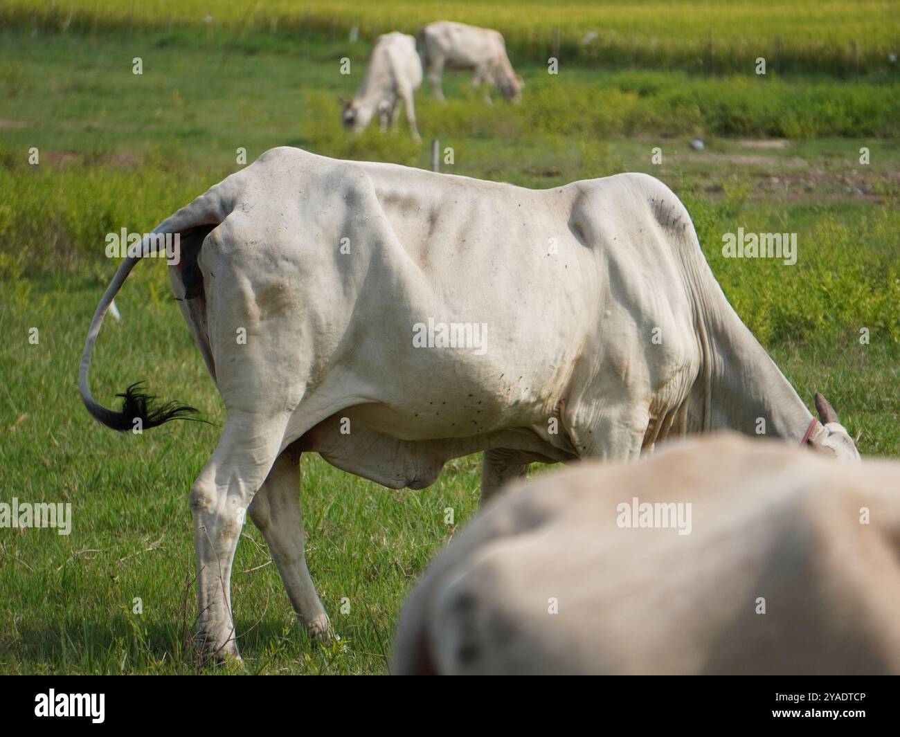 Native Thai cows in the countryside grasslands. Cows eat grass ...