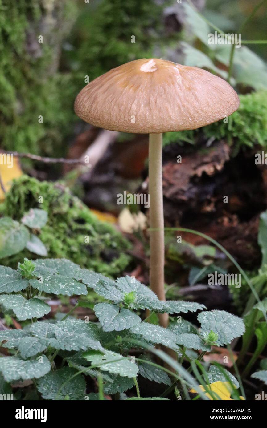 deep-root Mushroom behind spotted Deadnettle Stock Photo - Alamy