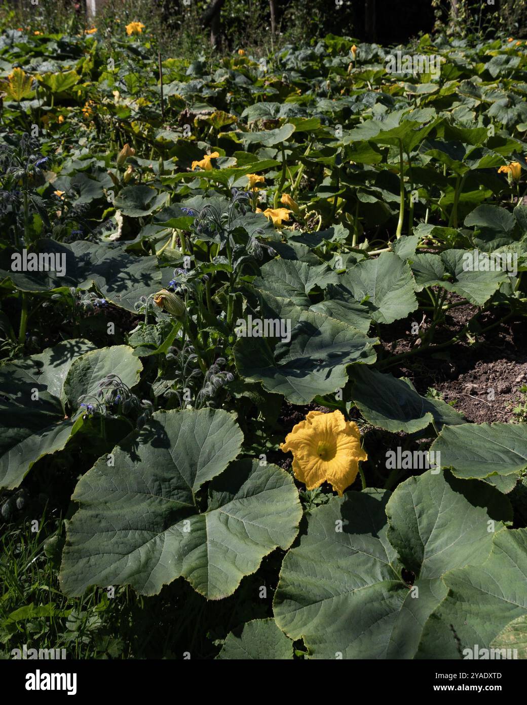 Cucurbita maxima, squash plant with yellow flowers growing in an ...