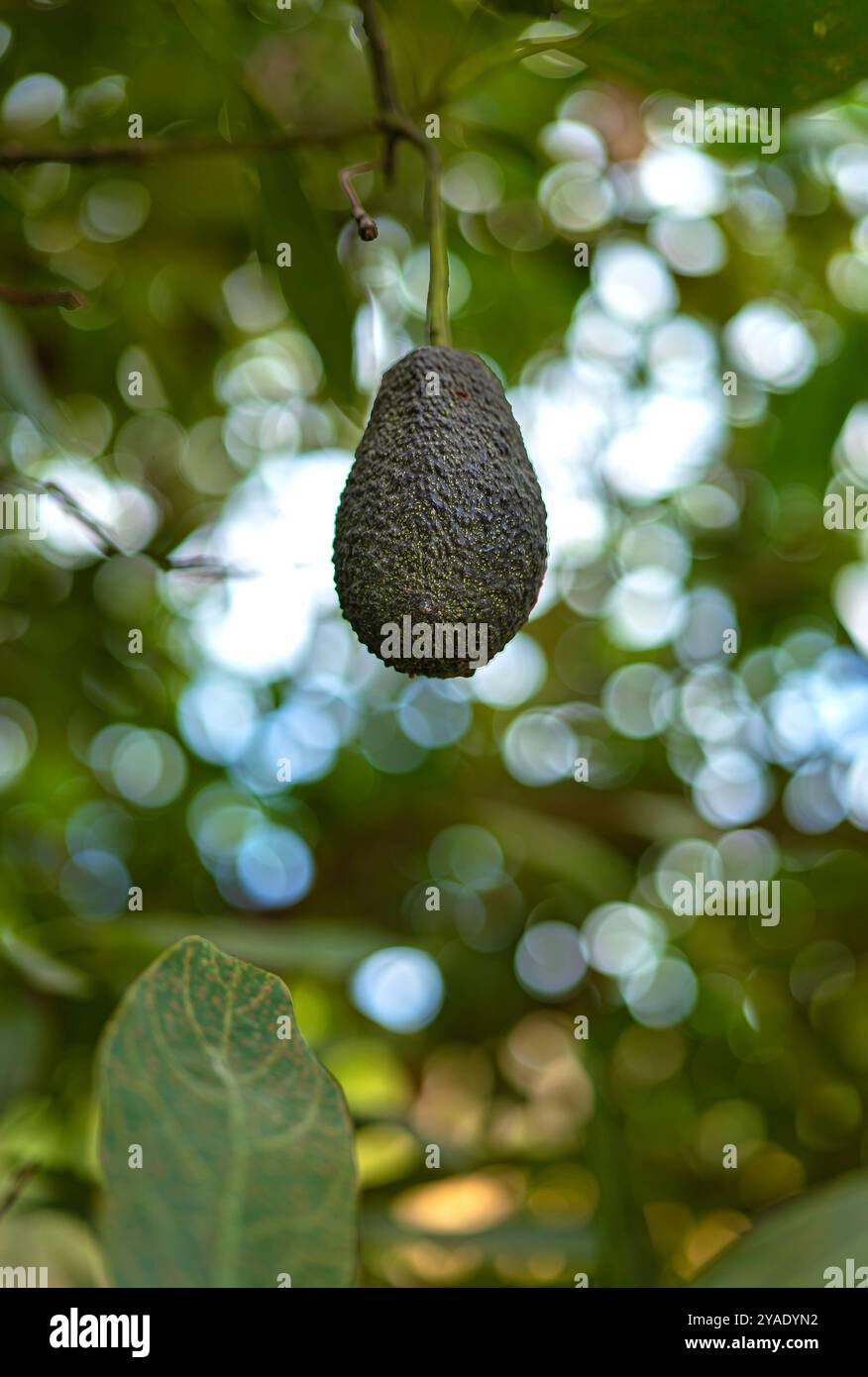 Close-up of an avocado hanging from a branch of its tree in an ...