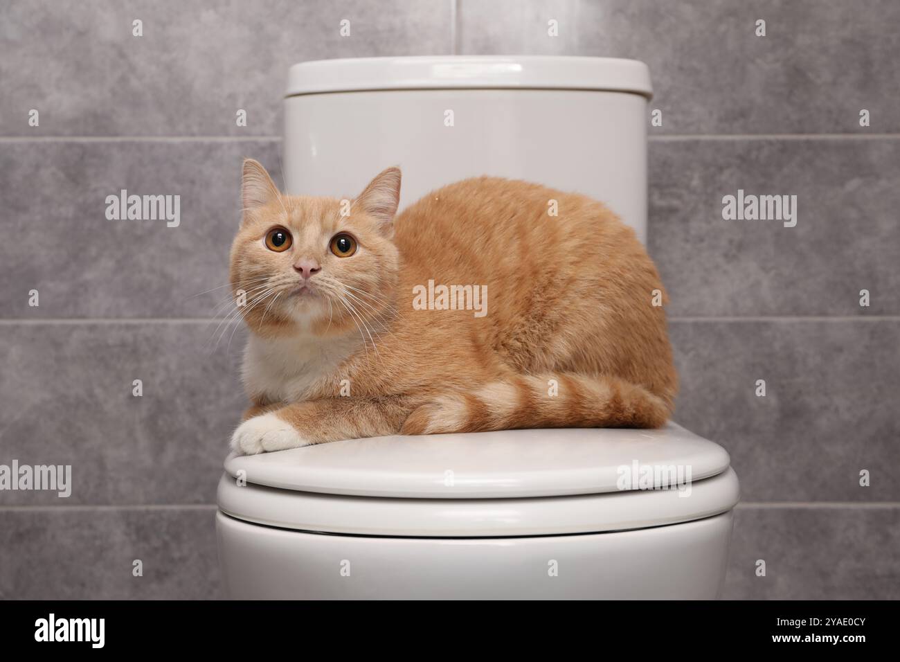 Cute cat lying on toilet bowl in bathroom Stock Photo - Alamy