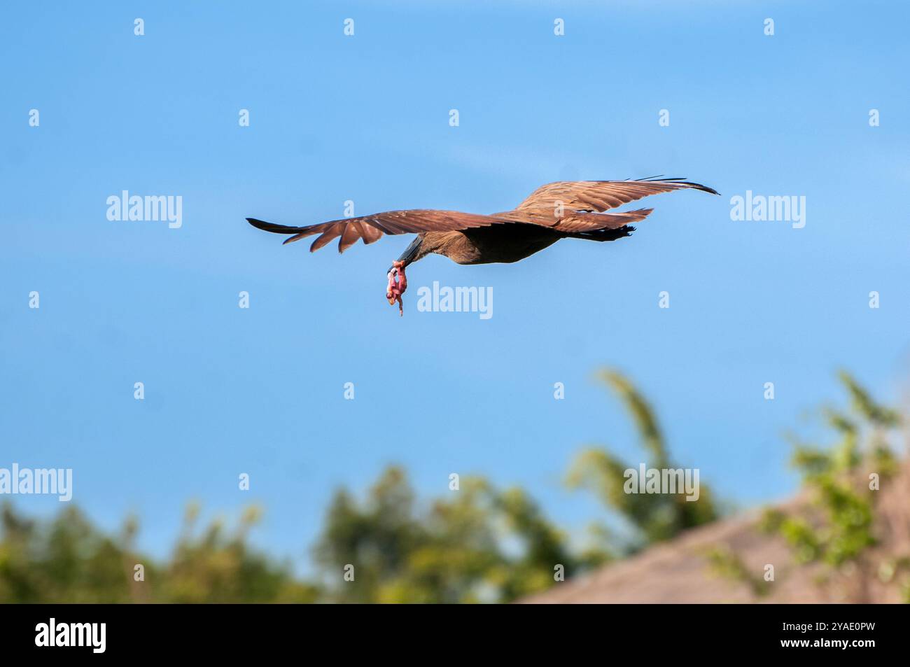 HAMERKOP (Scopus umbretta) flying - Lake Victoria - Uganda Stock Photo ...