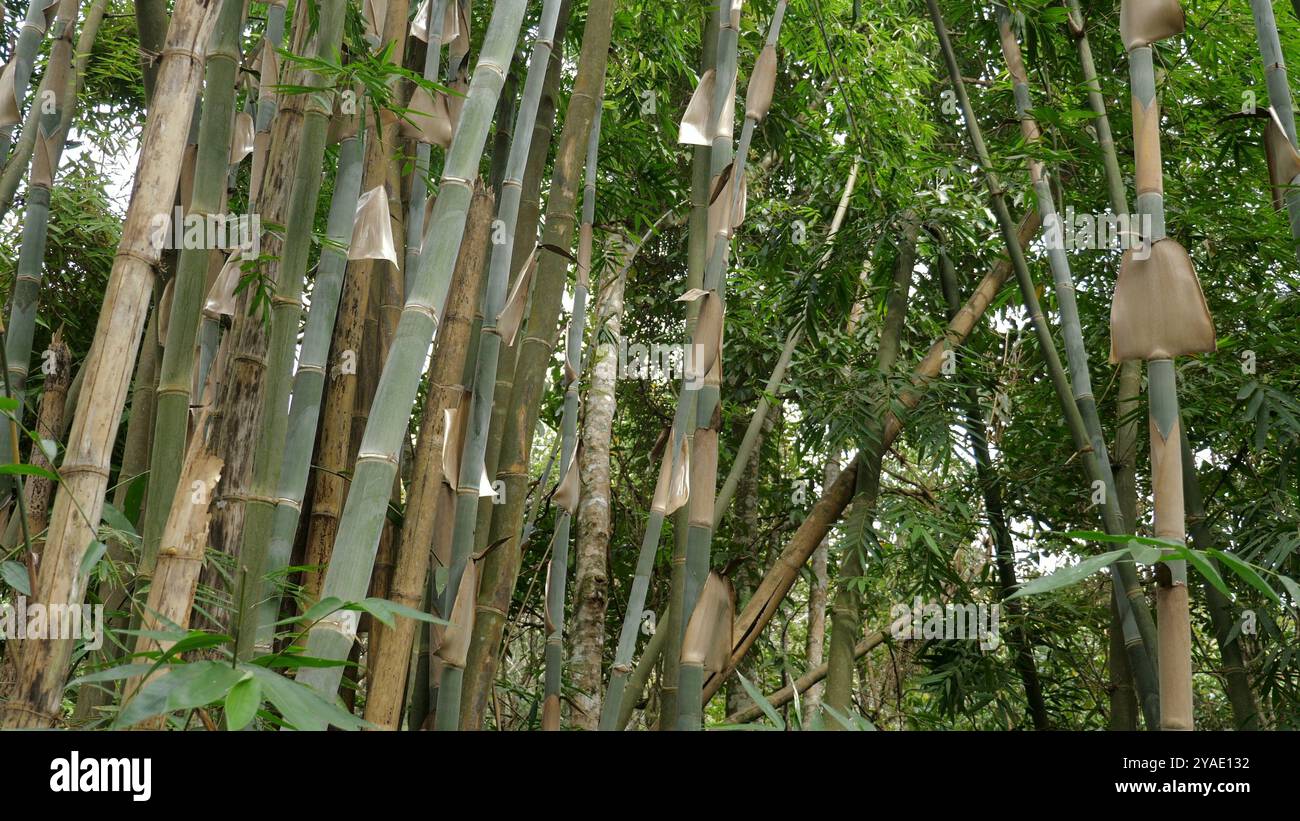 Dense bamboo forest tall stalks hi-res stock photography and images - Alamy