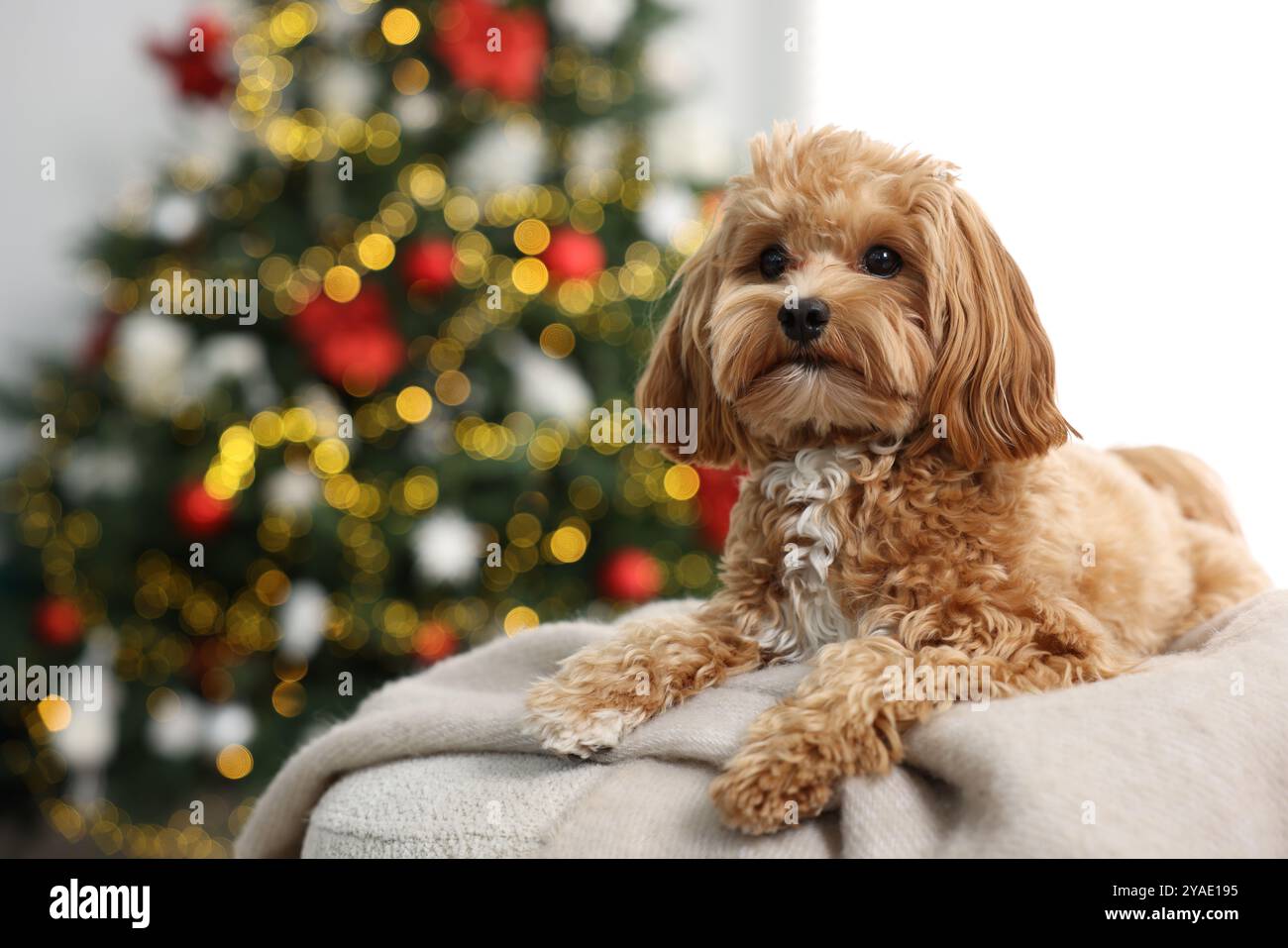 Cute Maltipoo dog on blanket in room decorated for Christmas Stock ...