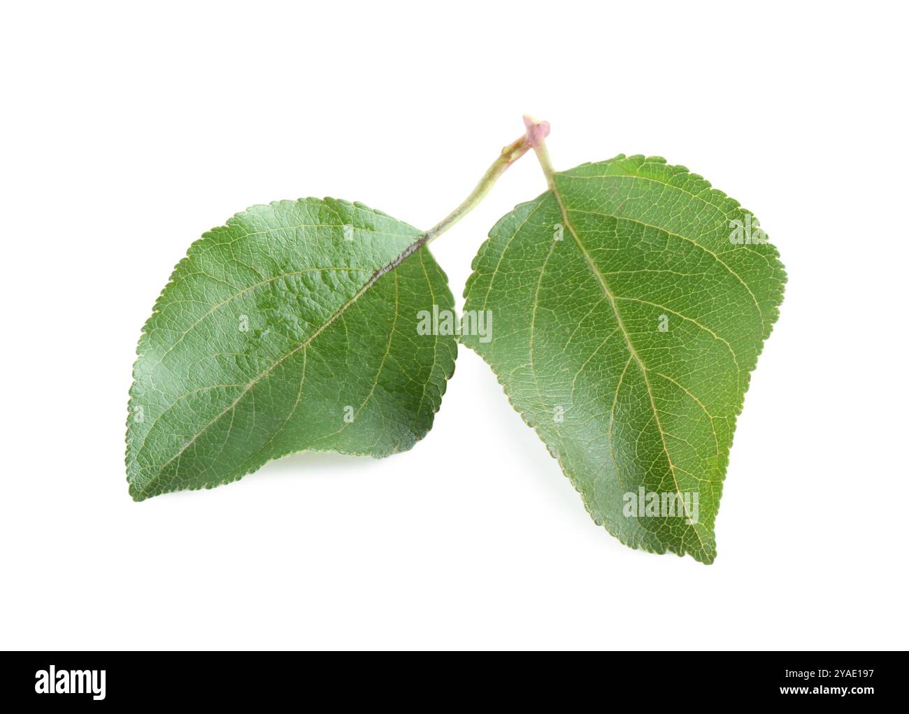 Fresh apple tree leaves isolated on white Stock Photo - Alamy
