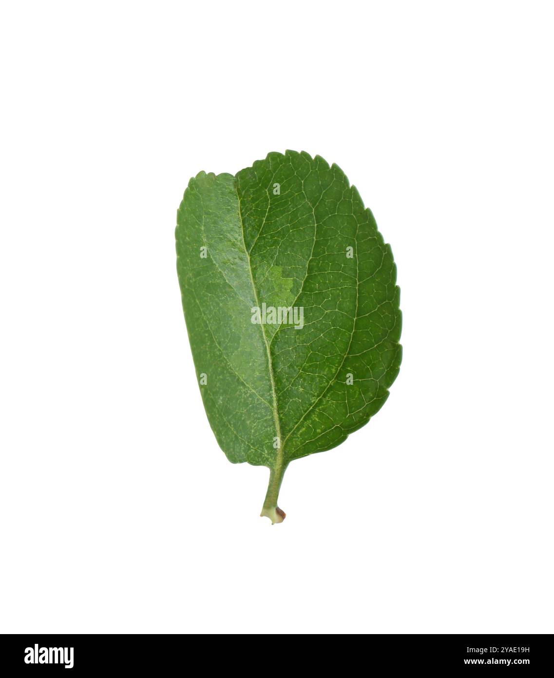 One fresh apple tree leaf isolated on white Stock Photo - Alamy