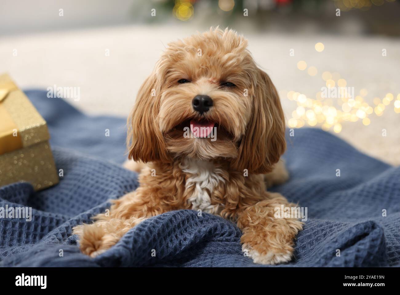 Cute Maltipoo dog on blanket in room decorated for Christmas Stock ...
