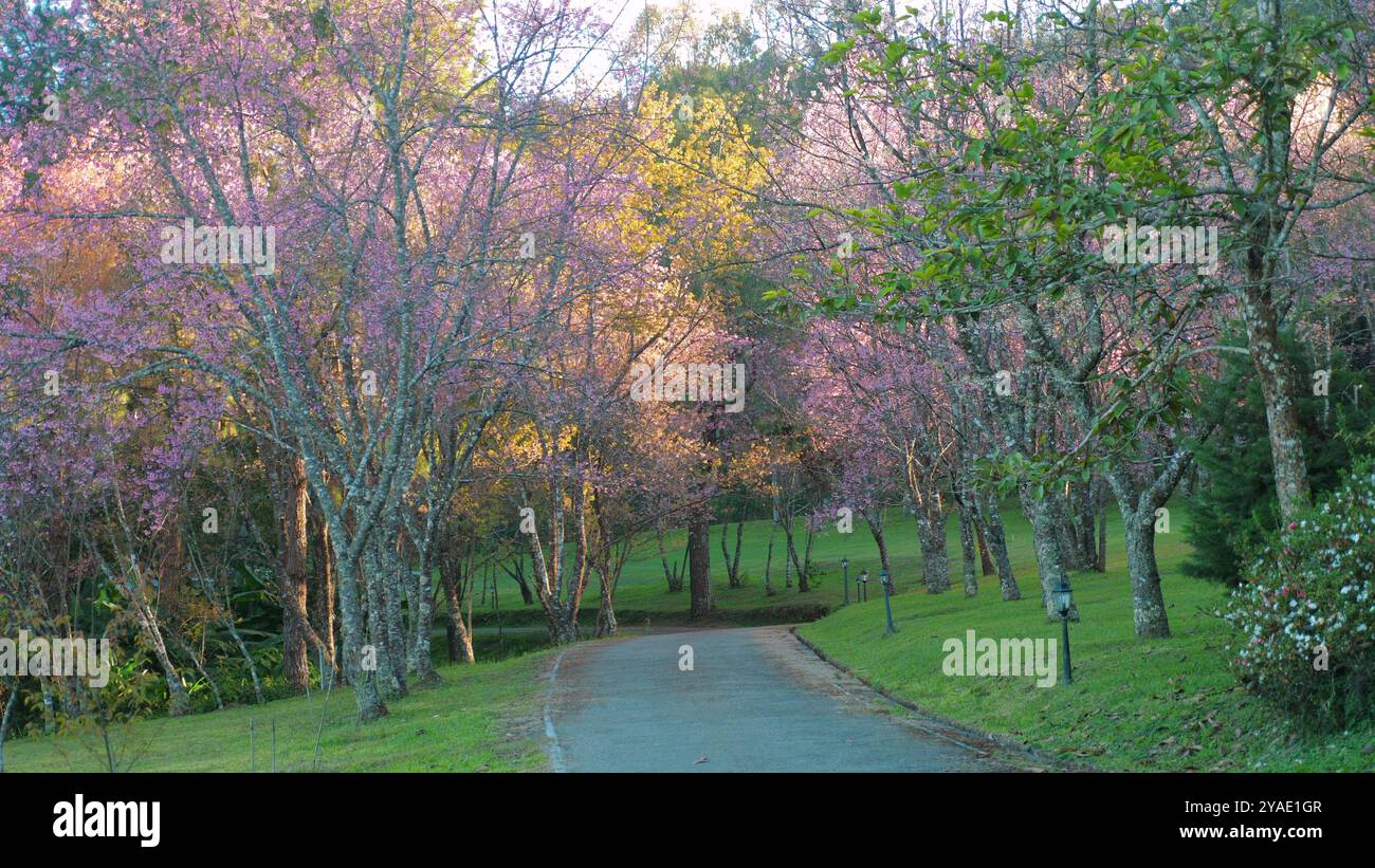 Scenic pathway through park lined with blooming cherry blossom trees ...