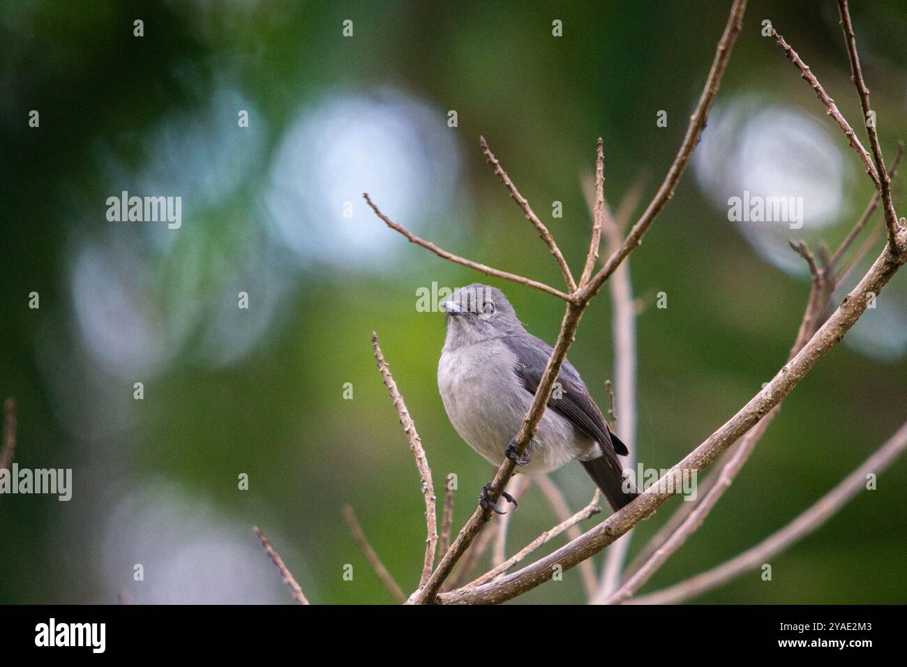 Dusky fort hi-res stock photography and images - Alamy