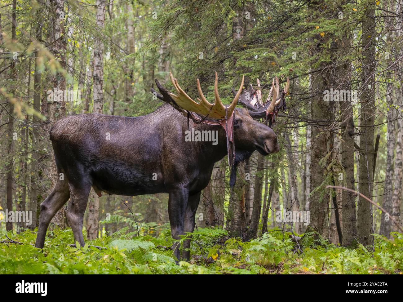Alaska Yukon Bull Moose in Atuumn in Alaska Stock Photo - Alamy