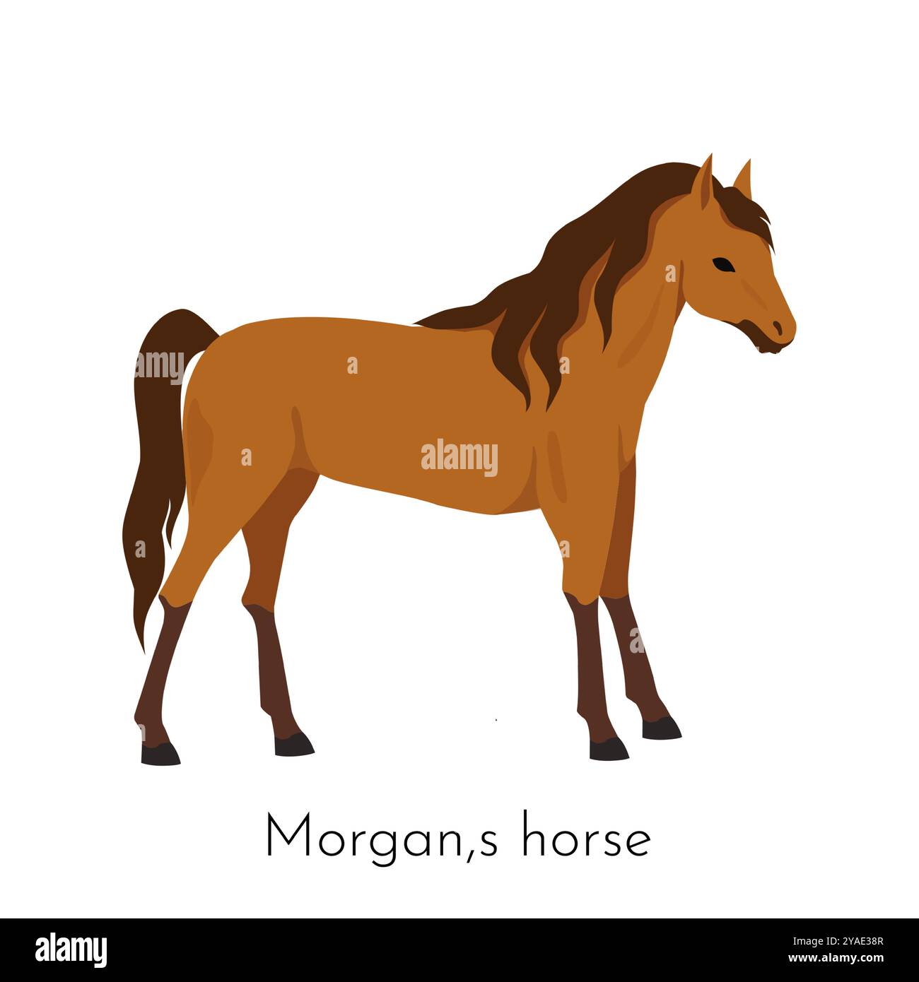 Morgan breed Cut Out Stock Images & Pictures - Alamy