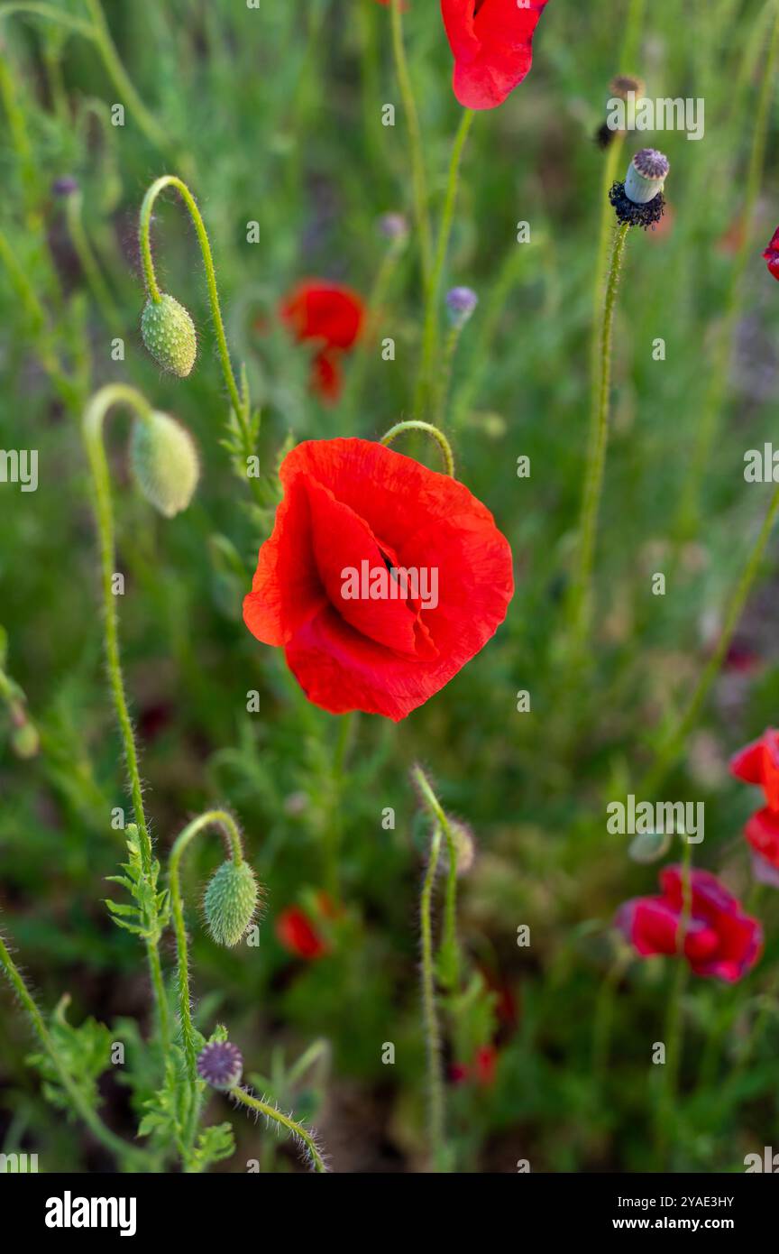 Blooming field of poppies Stock Photo - Alamy
