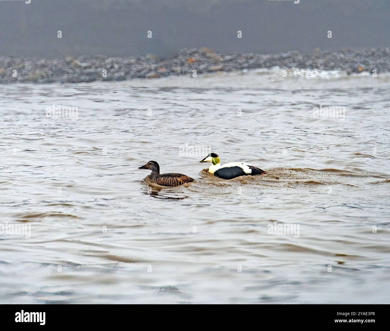 Pair of Common Eider Swimming in Arctic Waters Besselsbreen, Barents ...