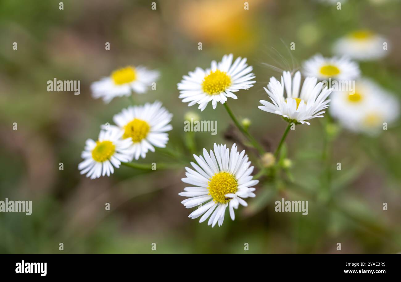 White daisies flowers. Lovely blossom daisy flowers background Stock ...