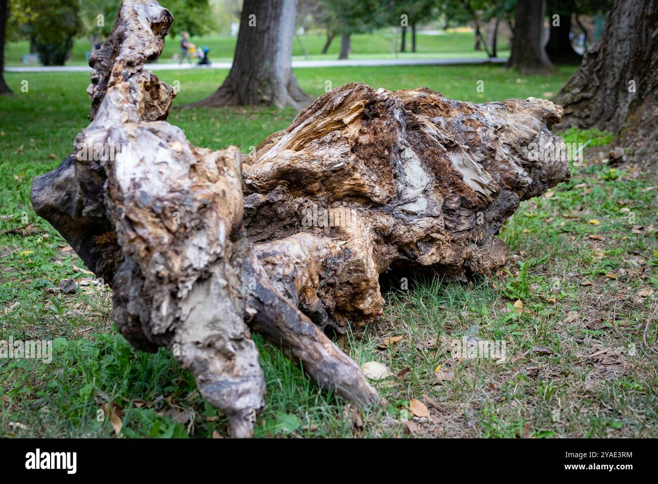 hide and seek in nature behind the trees in a line Stock Photo - Alamy